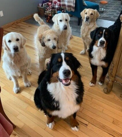 Our Dogs | Crow River Pups