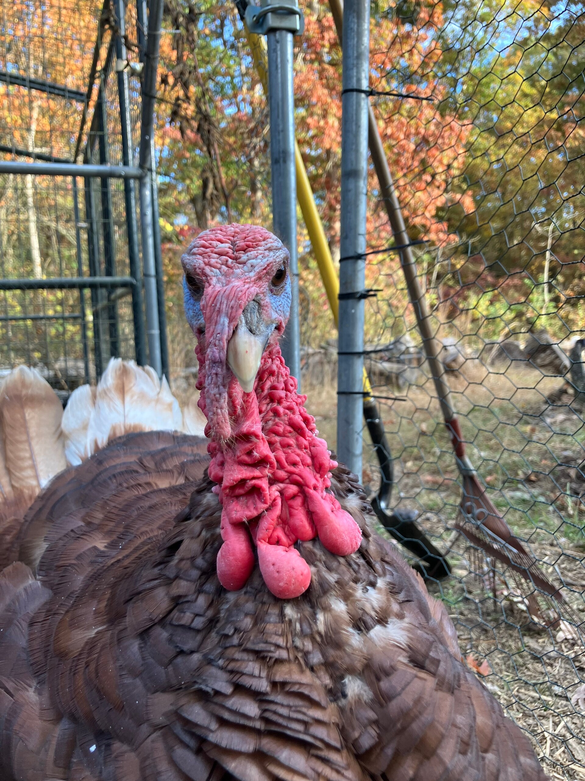 What’s Available? | Cain Kids Plants And Produce