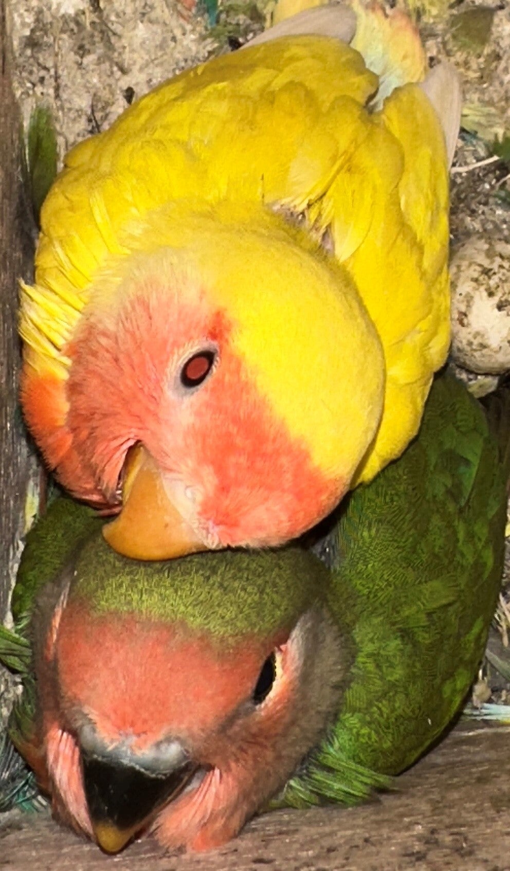 Over Ons | Welman's Agapornis