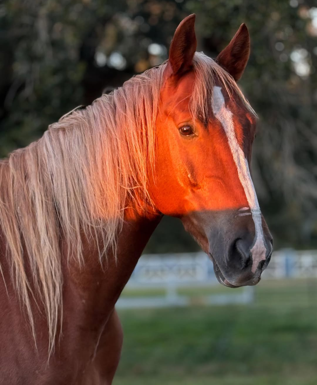 Gallery | Stable Harmony