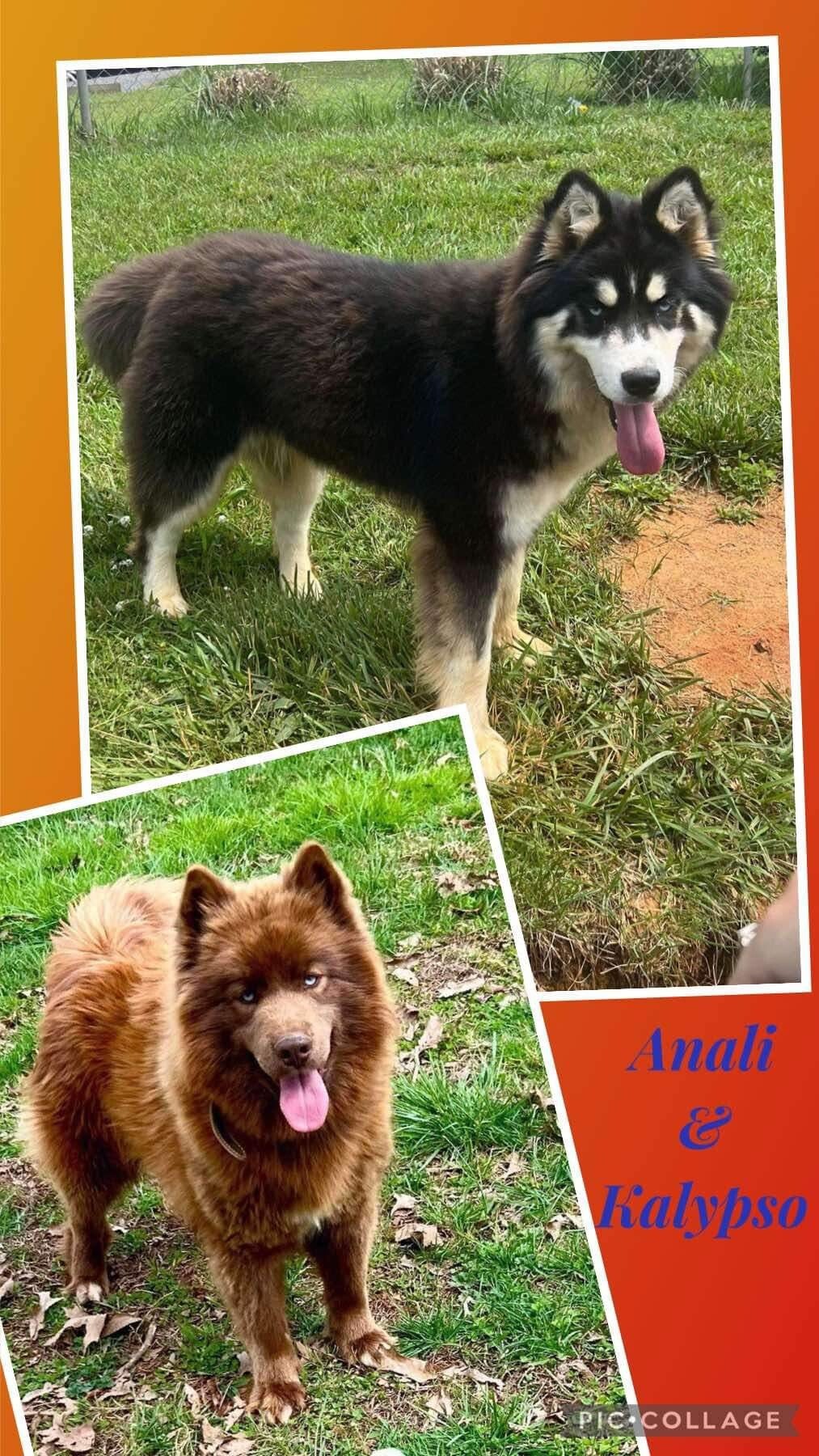 Available Puppies | Southern Husky Heaven