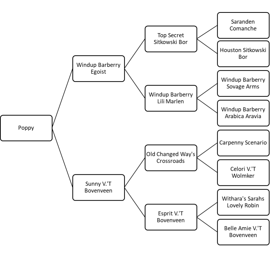 Poppy | Van De Mariagaerde