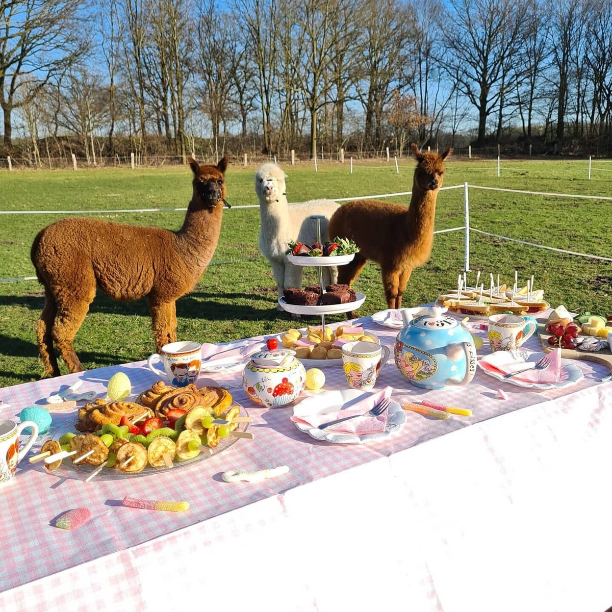 High tea met alpaca's / Alpaca's | Hoeve Zandbelt