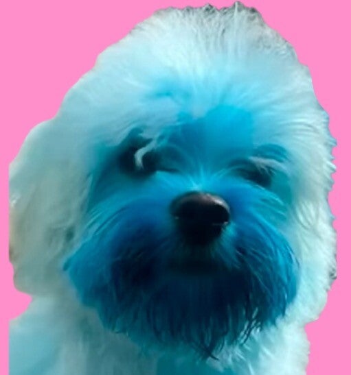 Maltese Blue