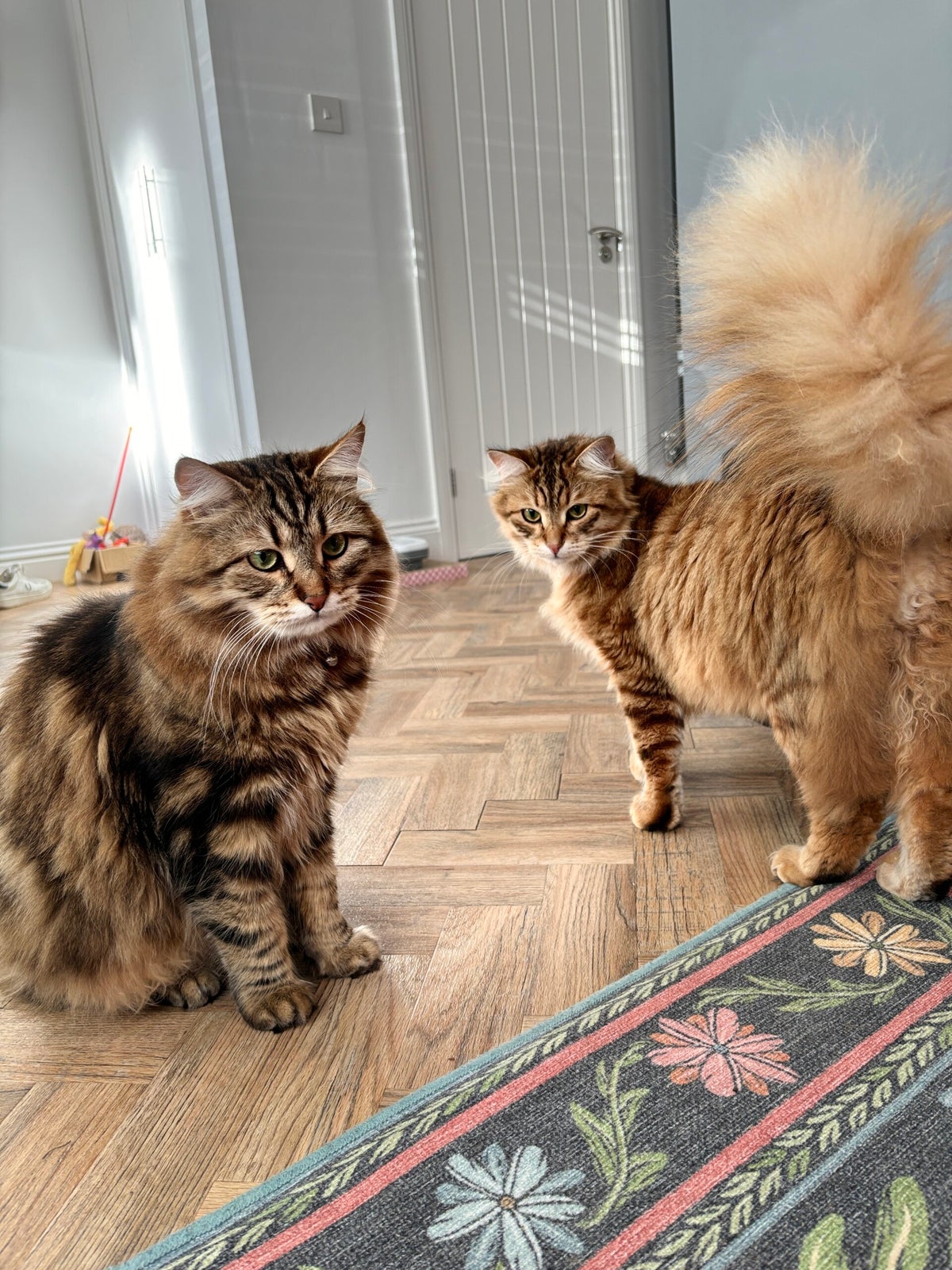 Fabz n Catz