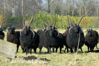 schaap | Opdeboerderij