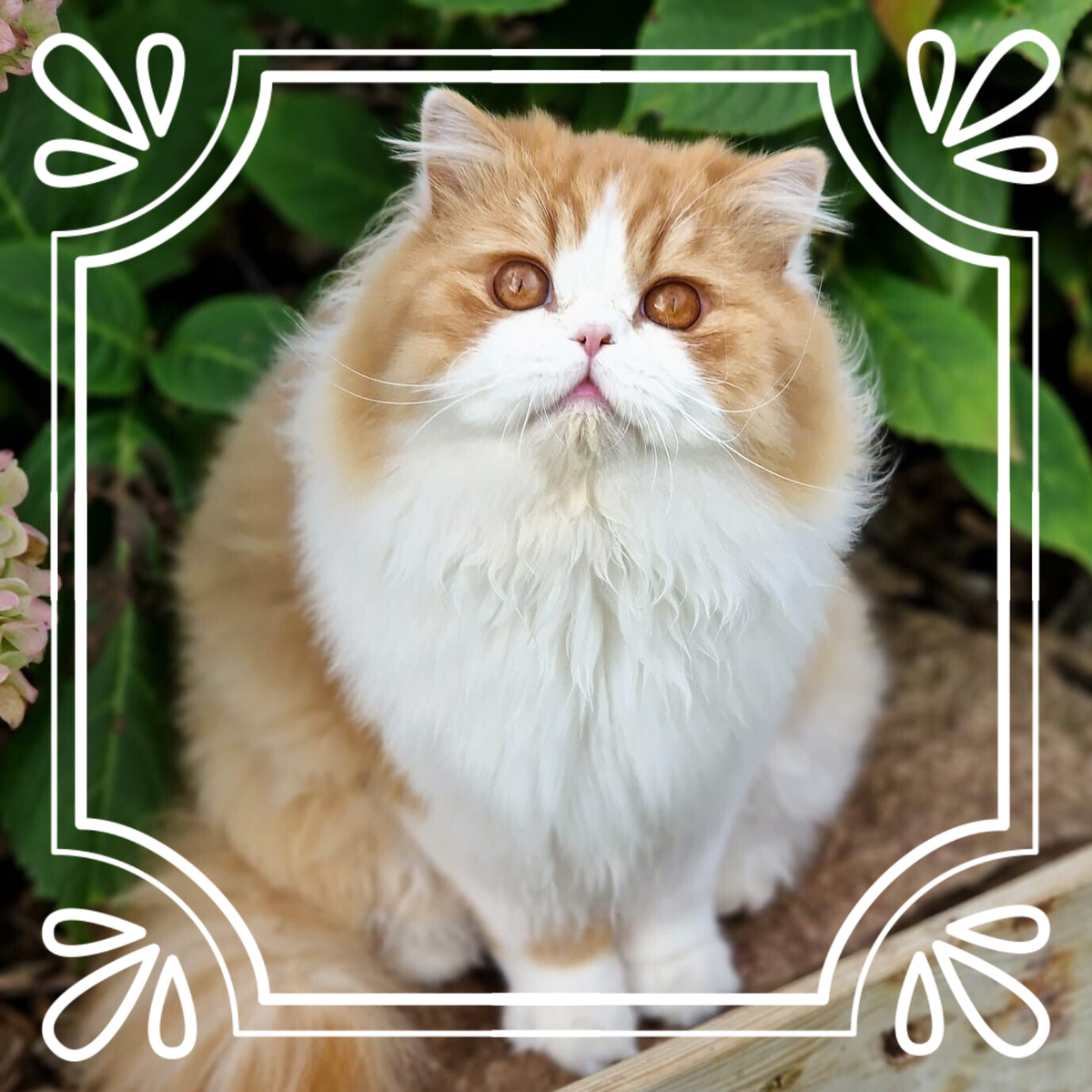 Conquistador's Prince Charming / Katers | Cattery Conquistador