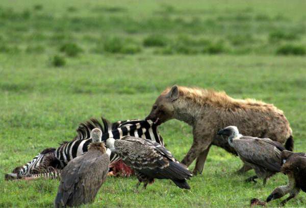hyena's