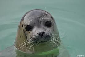 zeehond