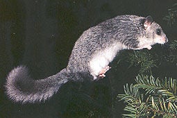 relmuis