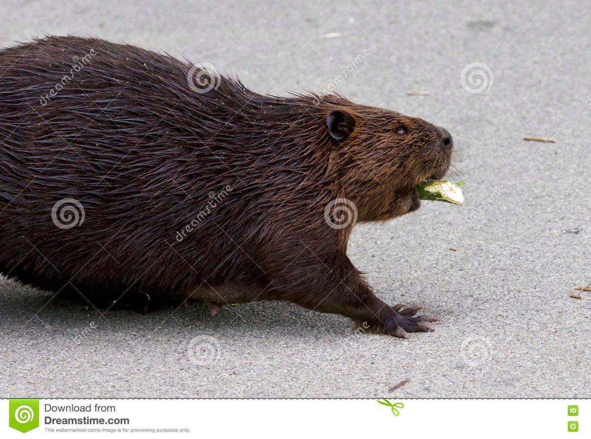 canadese bever