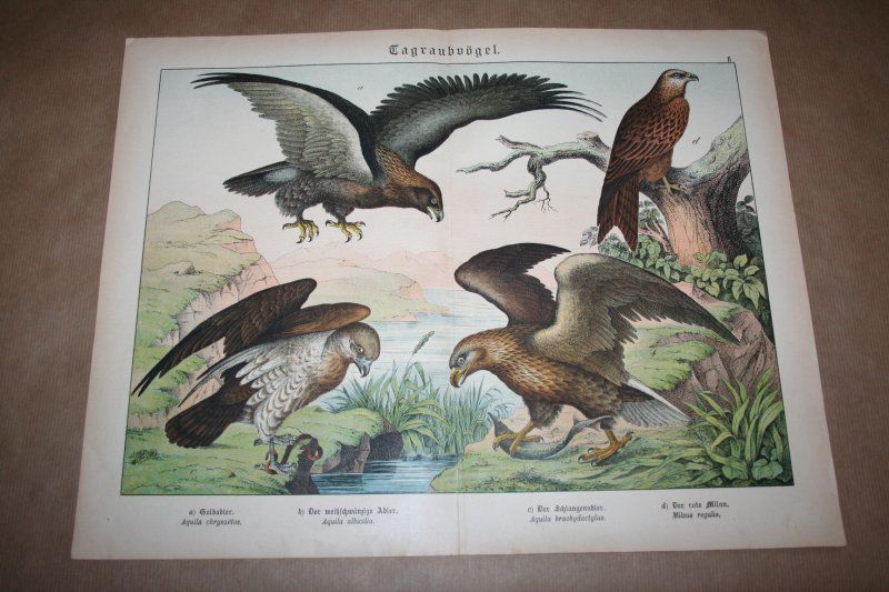 soorten arenden / arend / vogels | wilde dieren en huisdieren