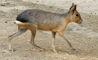 mara