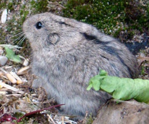 Lemming