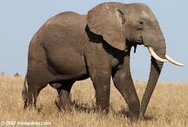 olifant