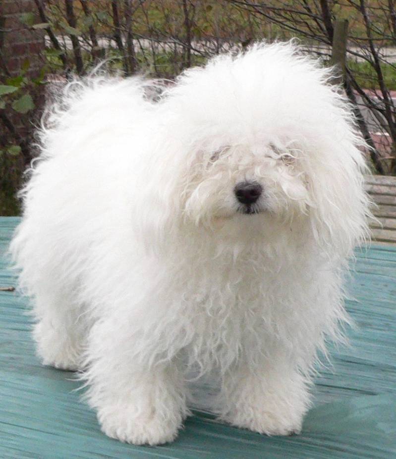 Bolognezer / Kleine gezelschapshonden / Rassen ...