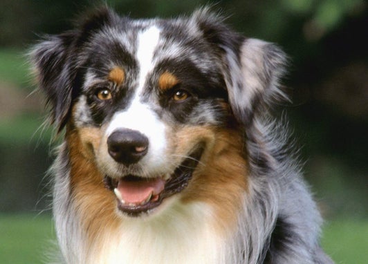 Australian Shepherd Dog / Werkhonden / Rassen ...