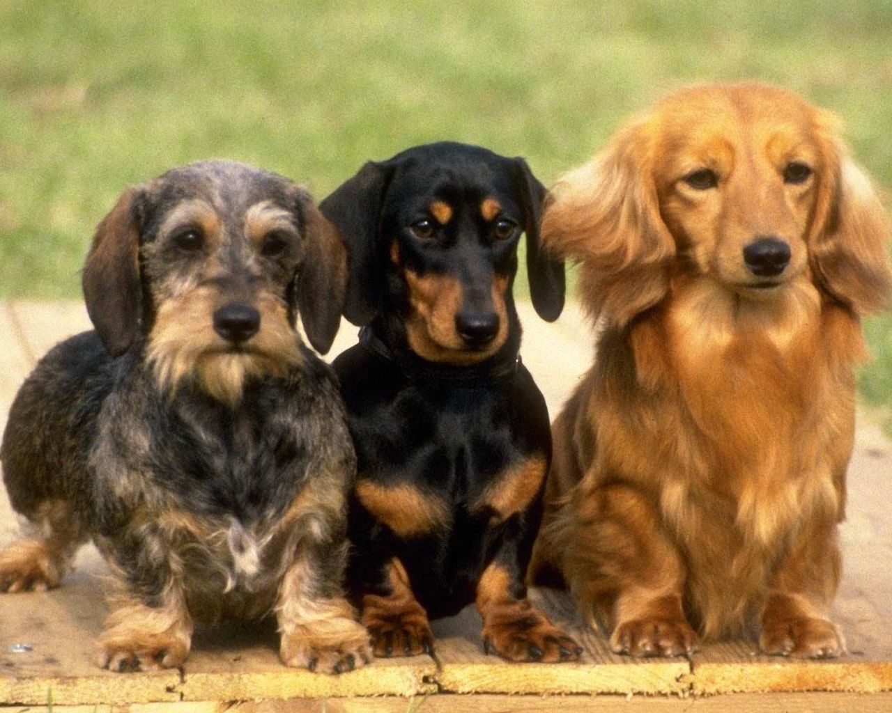 Teckels Hounds Rassen Informatievoorhondenliefhebbers Teckels Hounds Rassen Informatievoorhondenliefhebbers