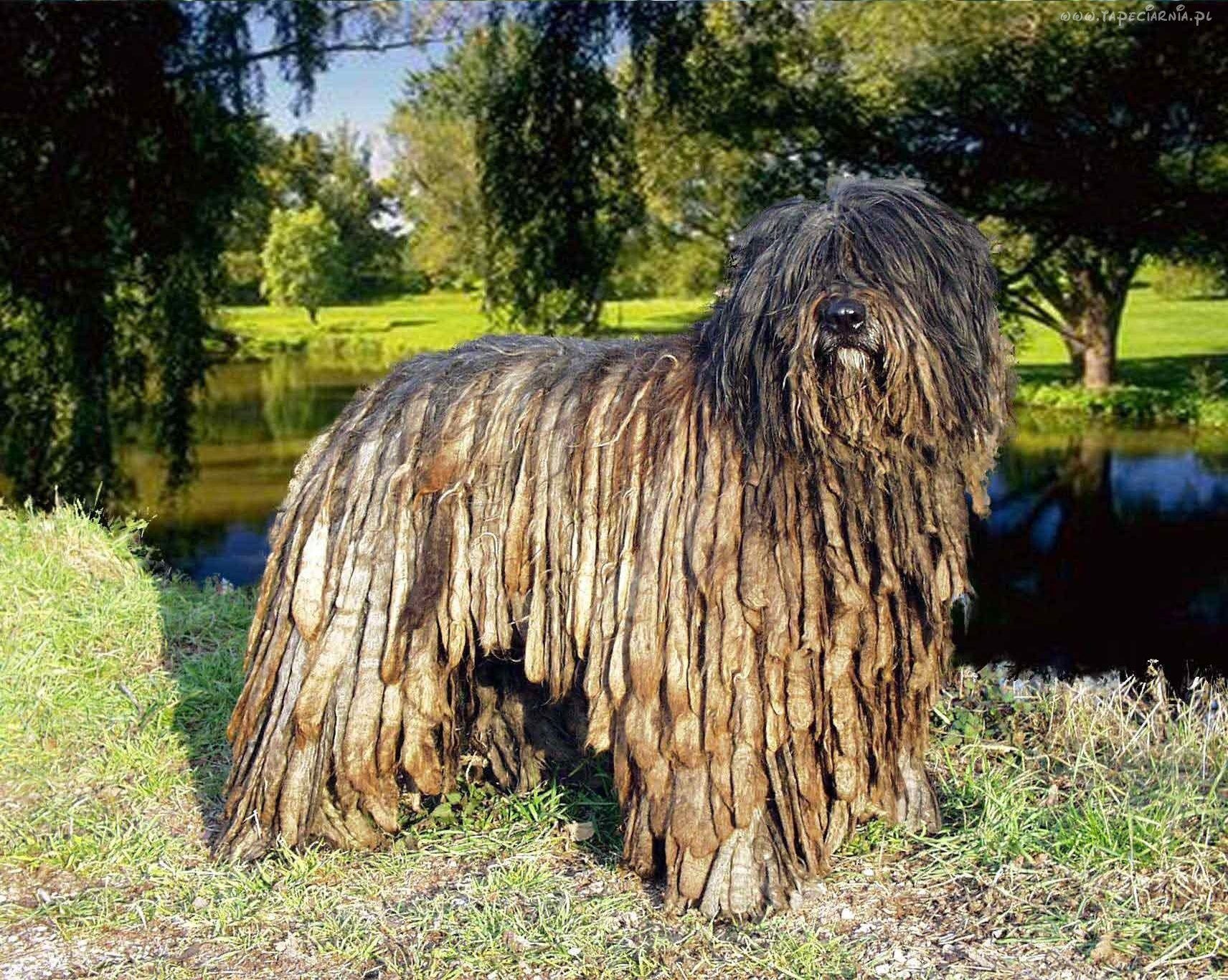Bergamasco / Werkhonden / Rassen | Informatievoorhondenliefhebbers