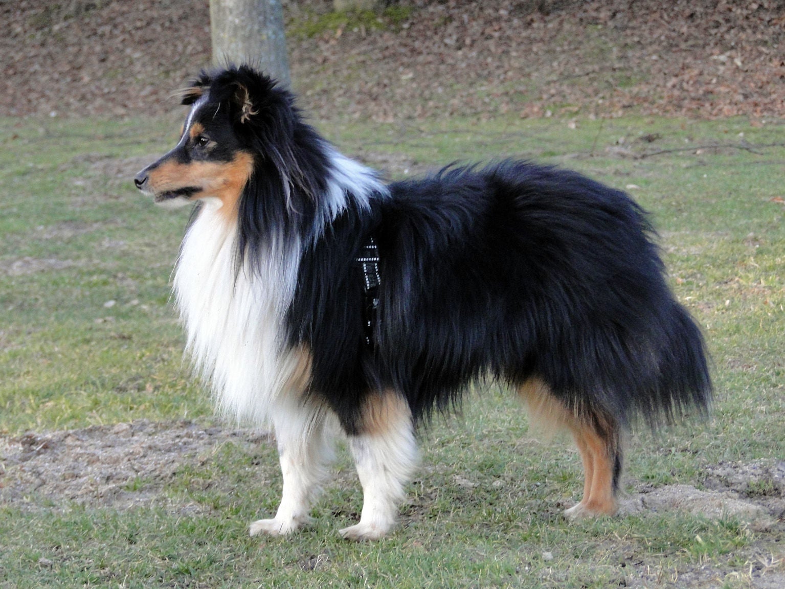 Shetland Sheepdog / Werkhonden / Rassen | Informatievoorhondenliefhebbers
