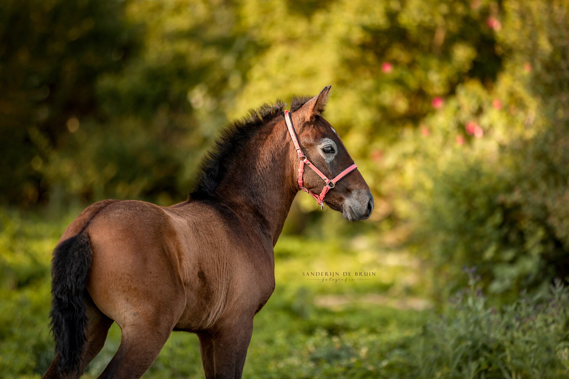 BioThane® - Koraal - PC524 / Kleuren en Inspiratie / Paarden | By Baukje
