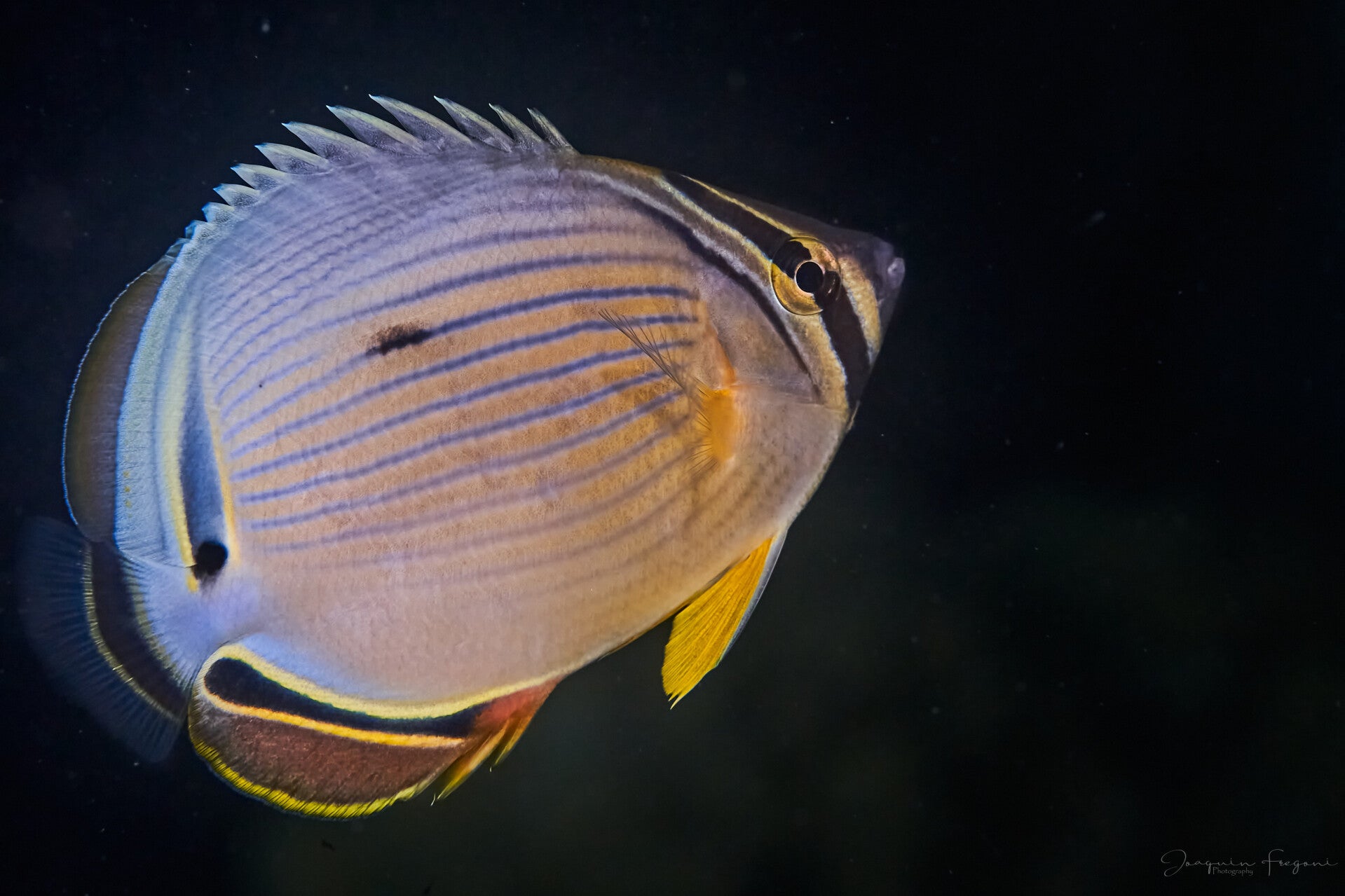 Night Snorkeling in Moorea | Moorea Dark Waters