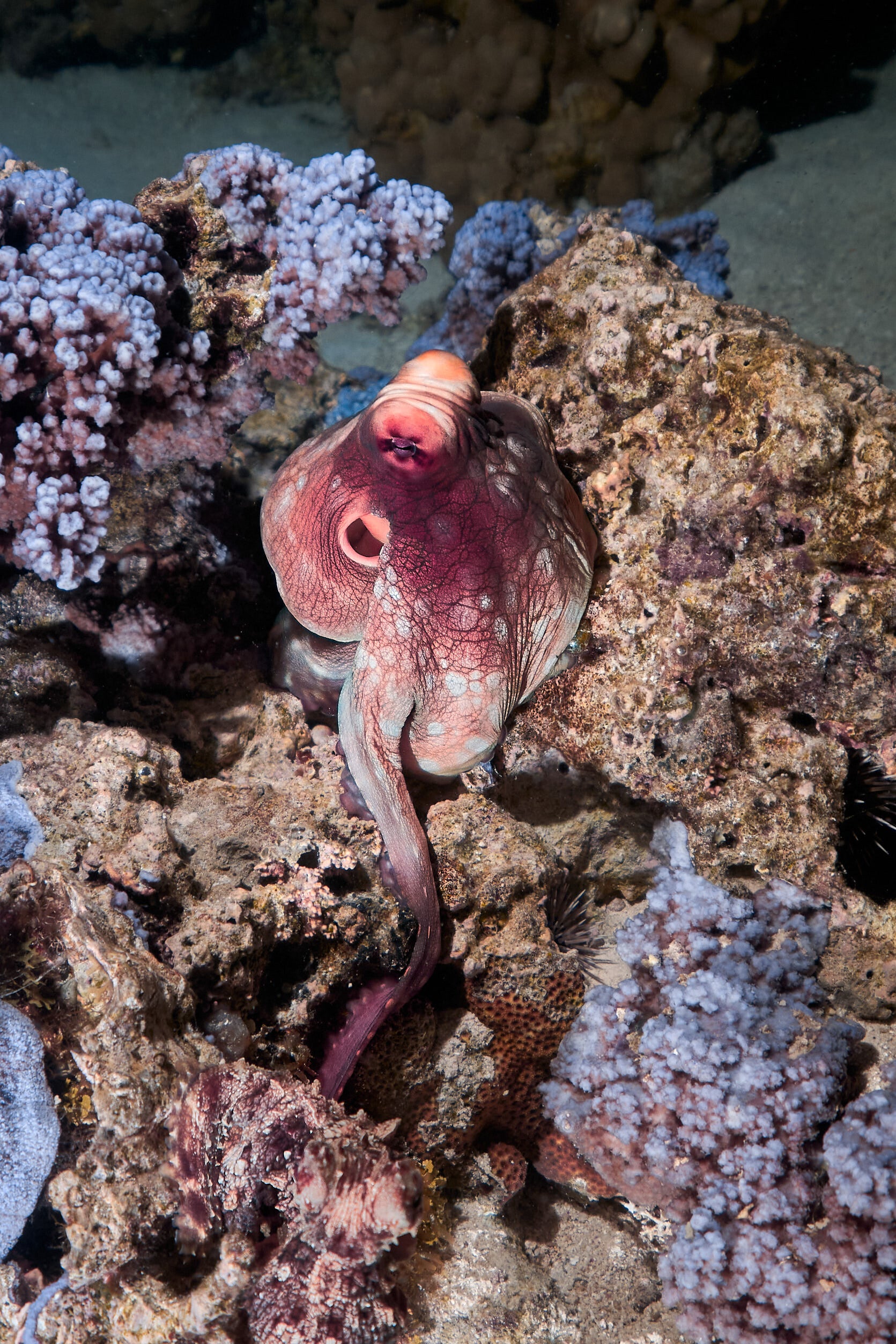 Night Snorkeling in Moorea | Moorea Dark Waters