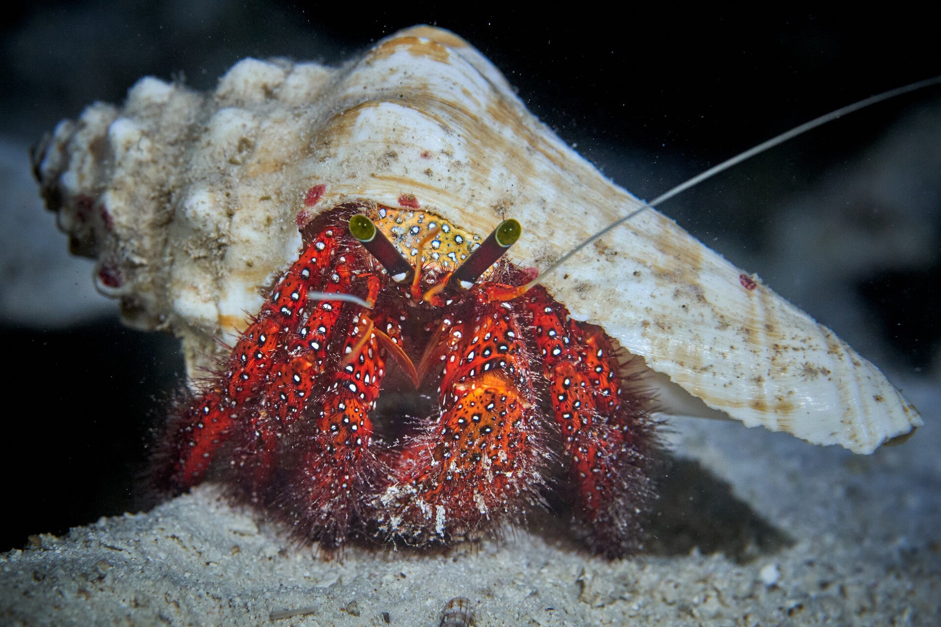 Night Snorkeling in Moorea | Moorea Dark Waters