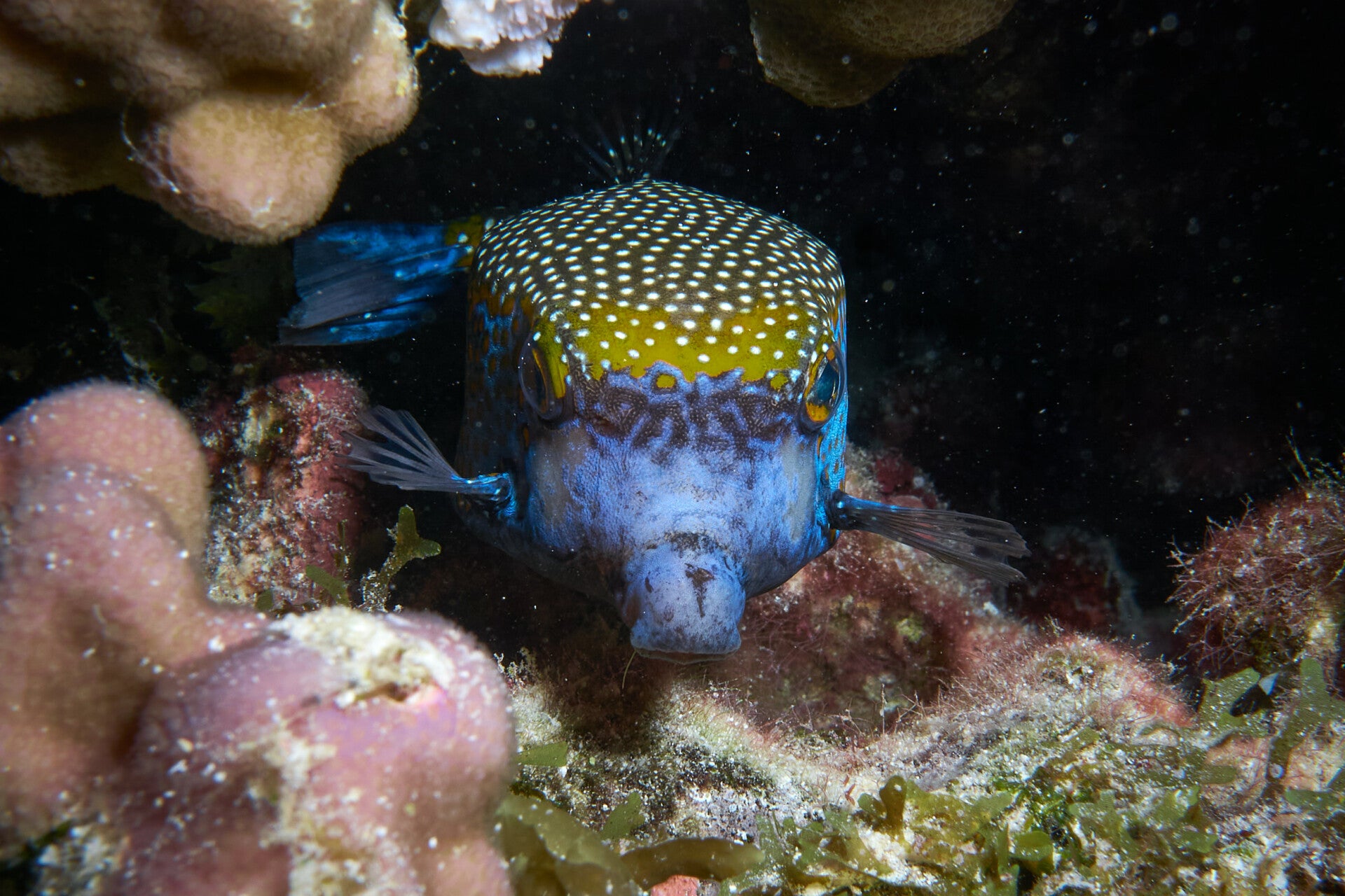 Night Snorkeling in Moorea | Moorea Dark Waters