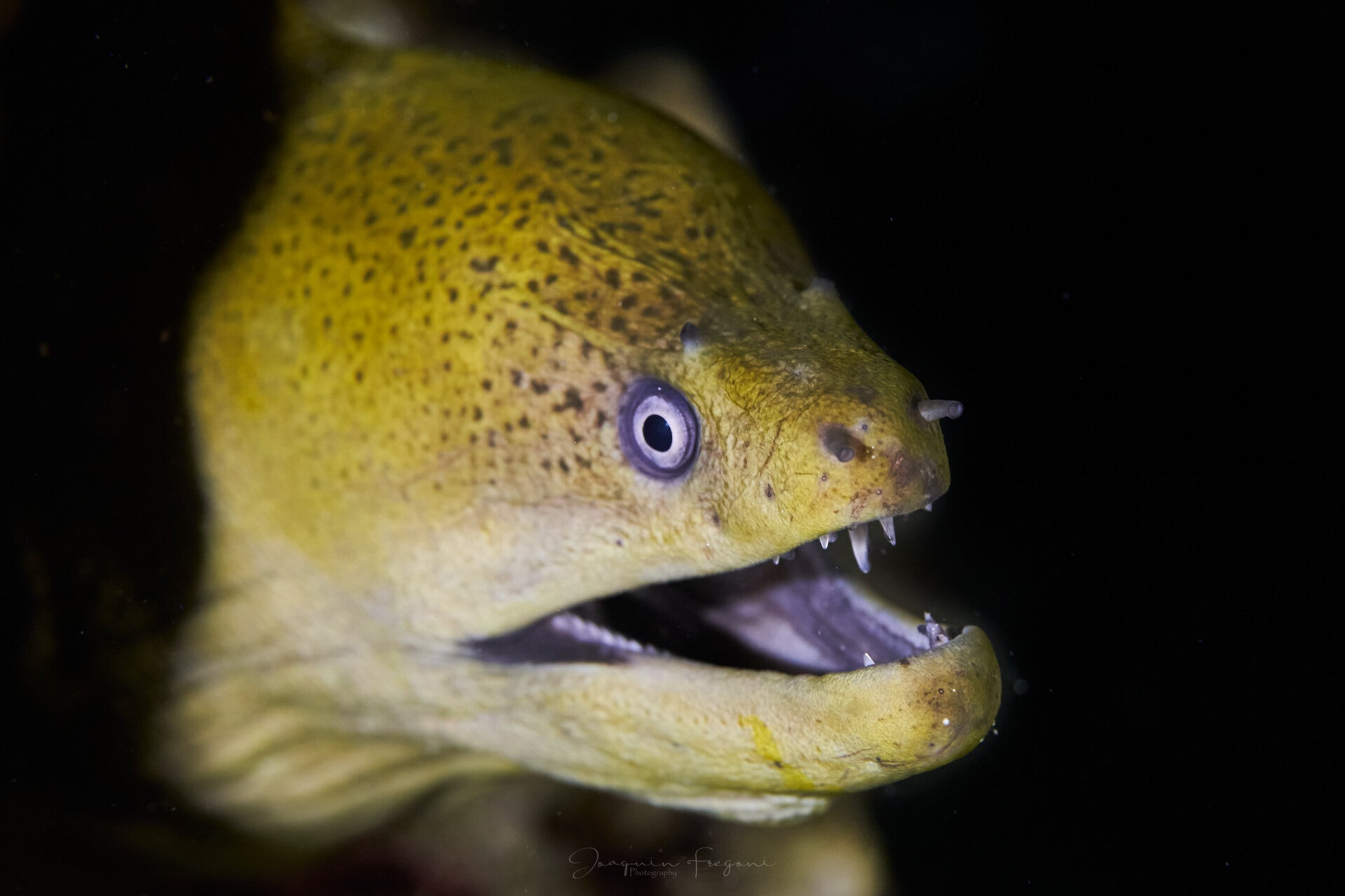 Night Snorkeling in Moorea | Moorea Dark Waters