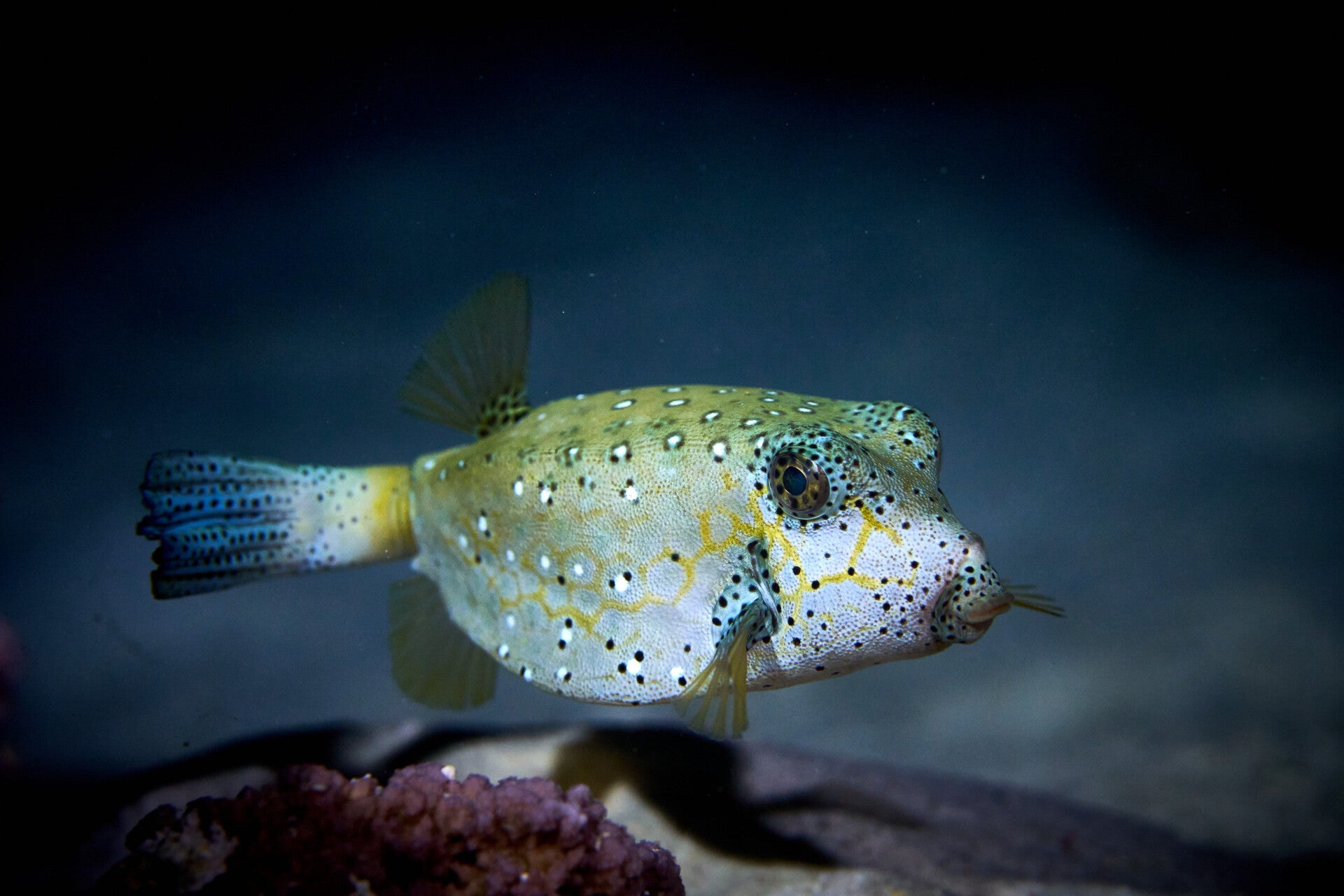 Night Snorkeling in Moorea | Moorea Dark Waters
