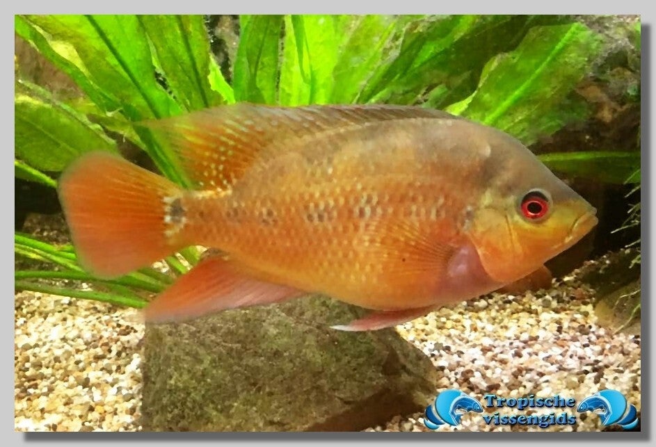 Lyonsi Cichlid