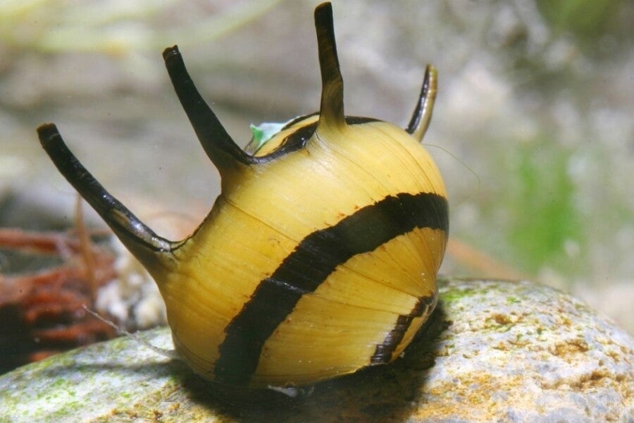 Geweislak - Clithon sp. - Tropischevissengids