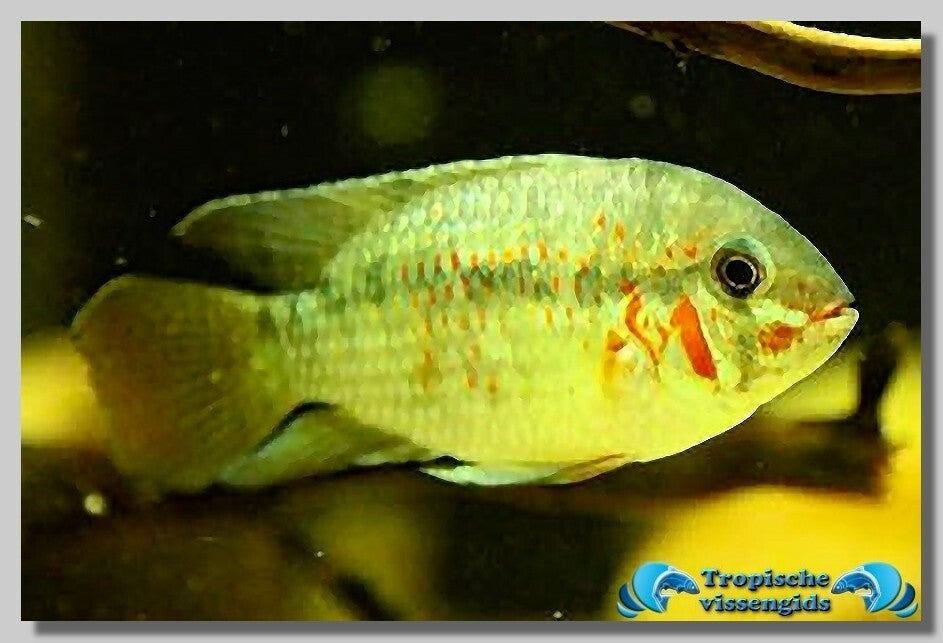 Krobia Xinguensis