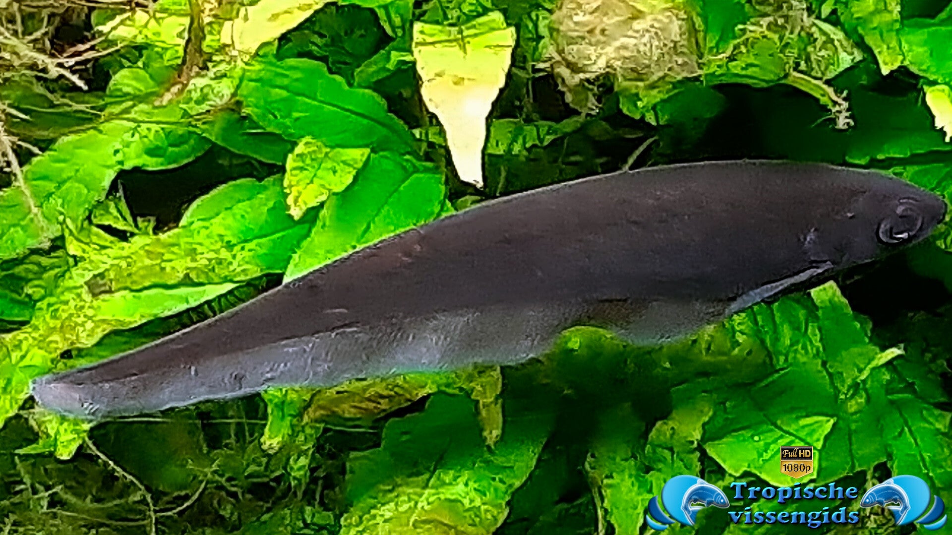 Afrikaanse Clown Mesvis A.S.Tropica/A.V.C.Vivaria