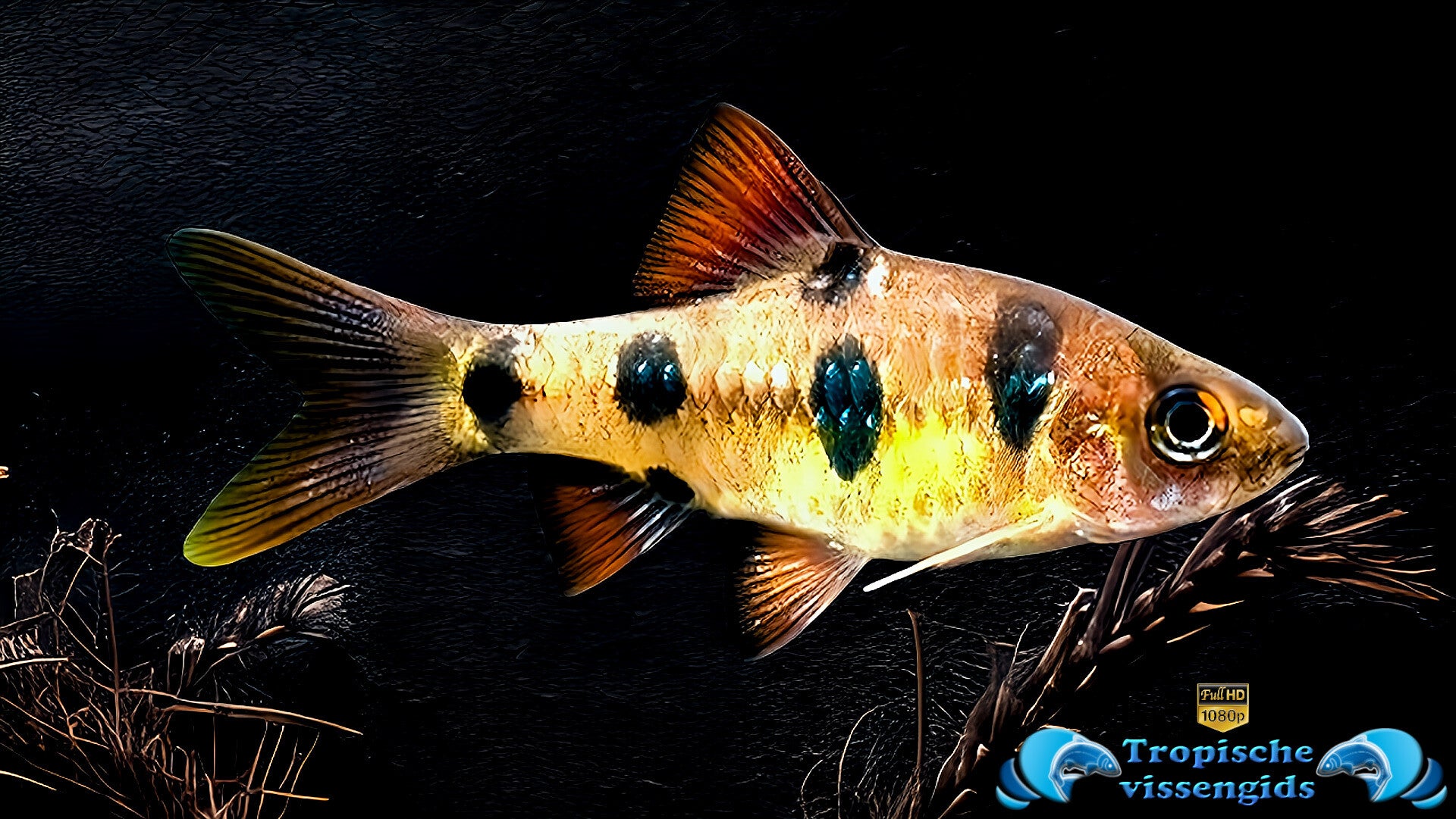 Clownbarbeel - Barbodes everetti - Tropischevissengids