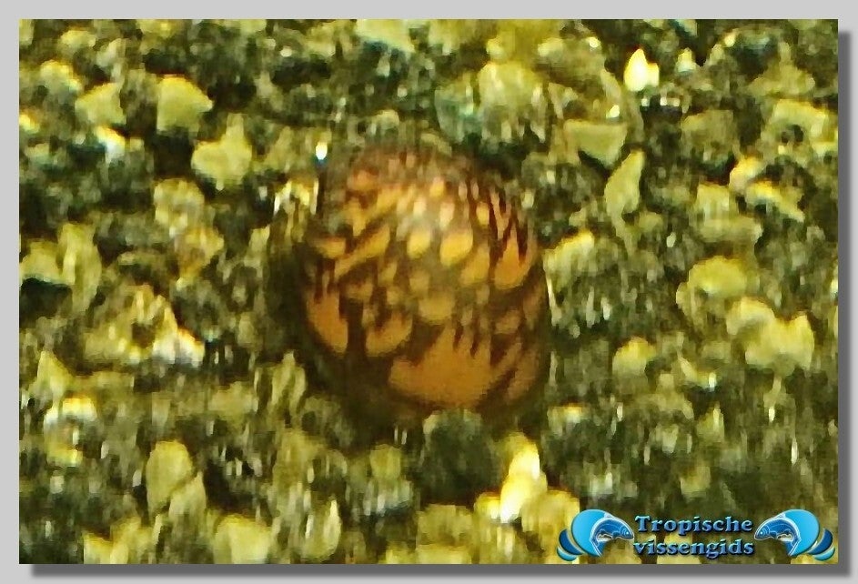 Batikslak - Neritina variegata (batik) - Tropischevissengids