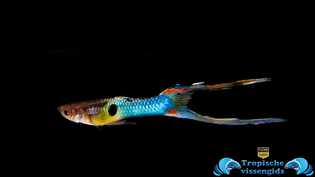 Endler guppy - Poecilia wingei - Tropischevissengids