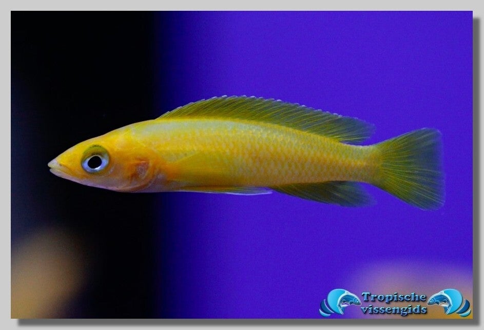 Neolamprologus leleupi - Tropischevissengids