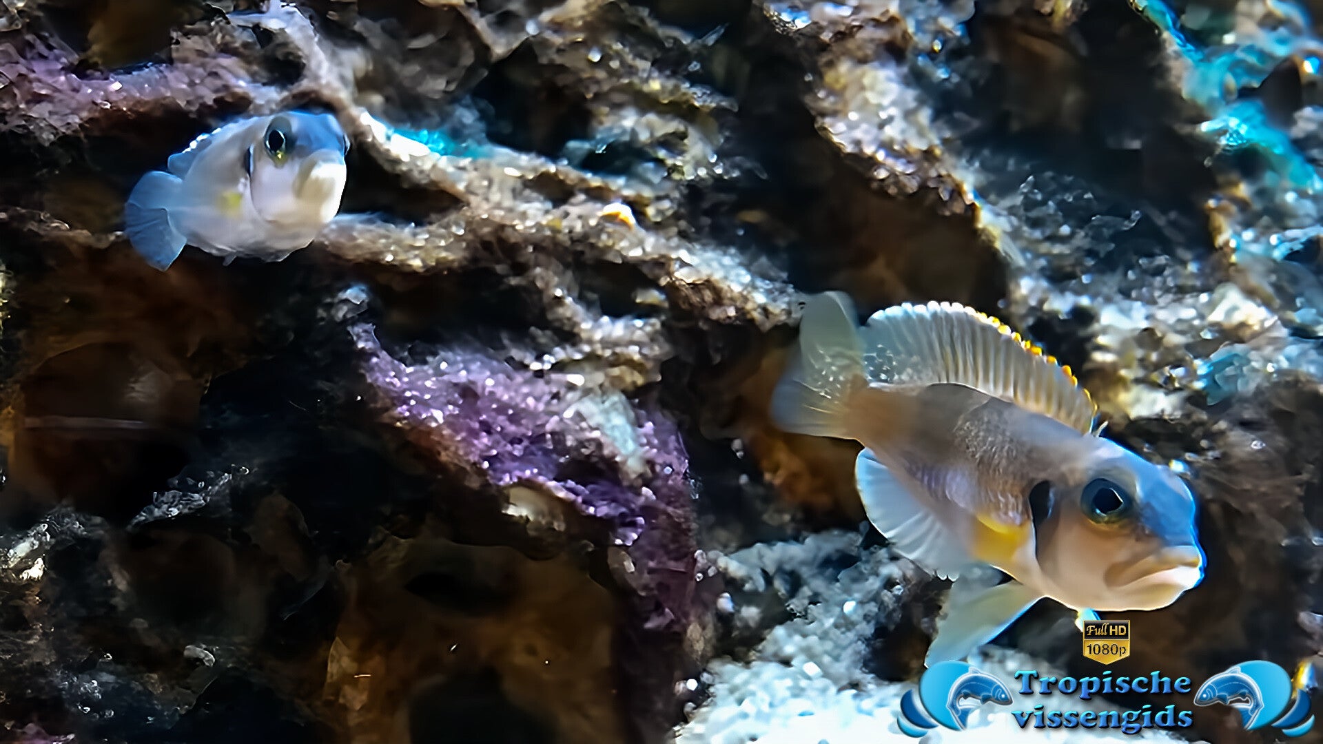Slakkenhuis cichlide - Lamprologus ocellatus - Tropischevissengids