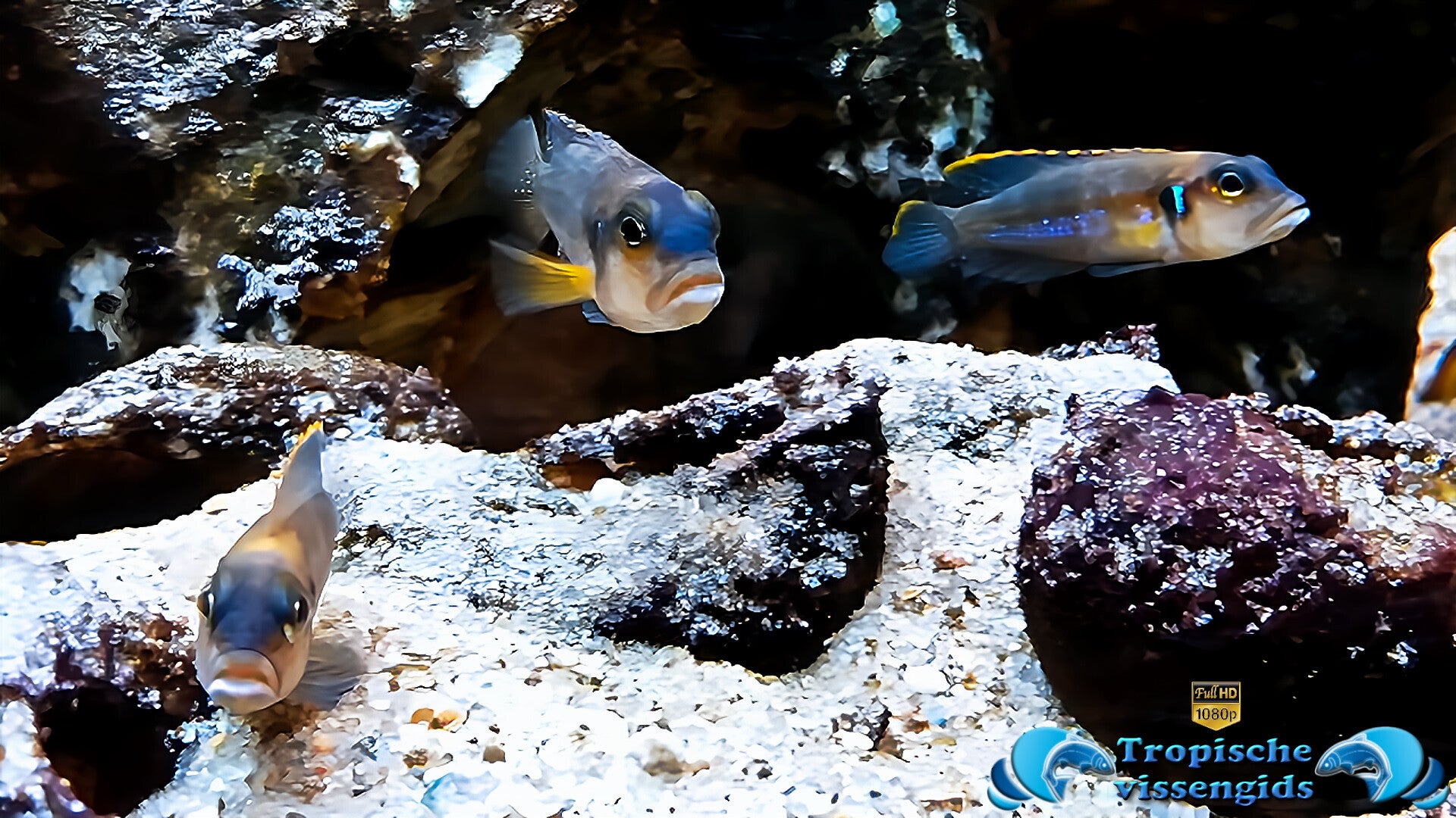 Slakkenhuis cichlide - Lamprologus ocellatus - Tropischevissengids