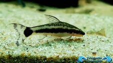 Dwerg-algeneter - Otocinclus affinis - Tropischevissengids
