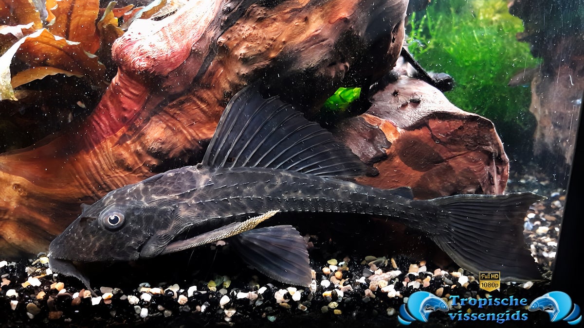 Pleco algeneter - Hypostomus plecostomus - Tropischevissengids
