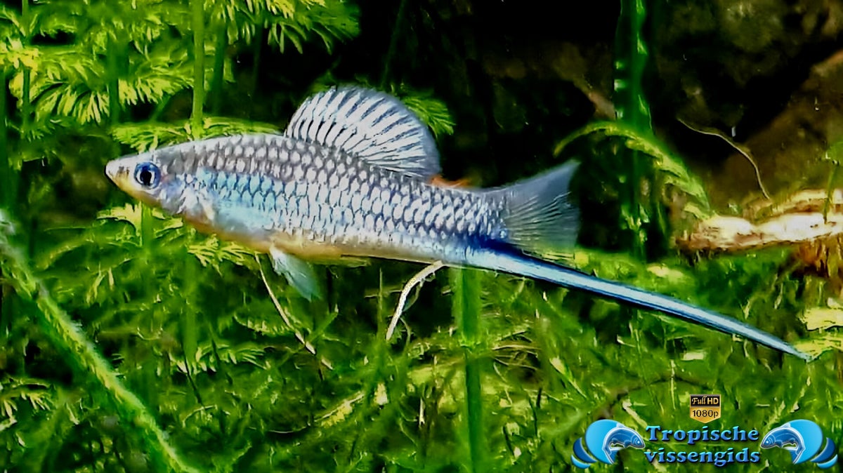 Montezuma zwaarddrager - Xiphophorus montezumae - Tropischevissengids