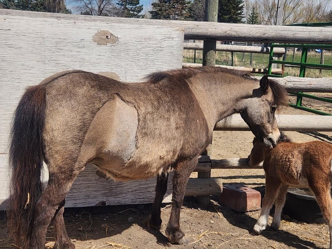 Home [www.doubletreeminiatures.net]