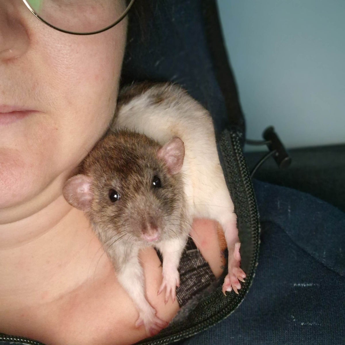 Présentation de l'éleveuse | Raterie "Les Joyeux Rats"