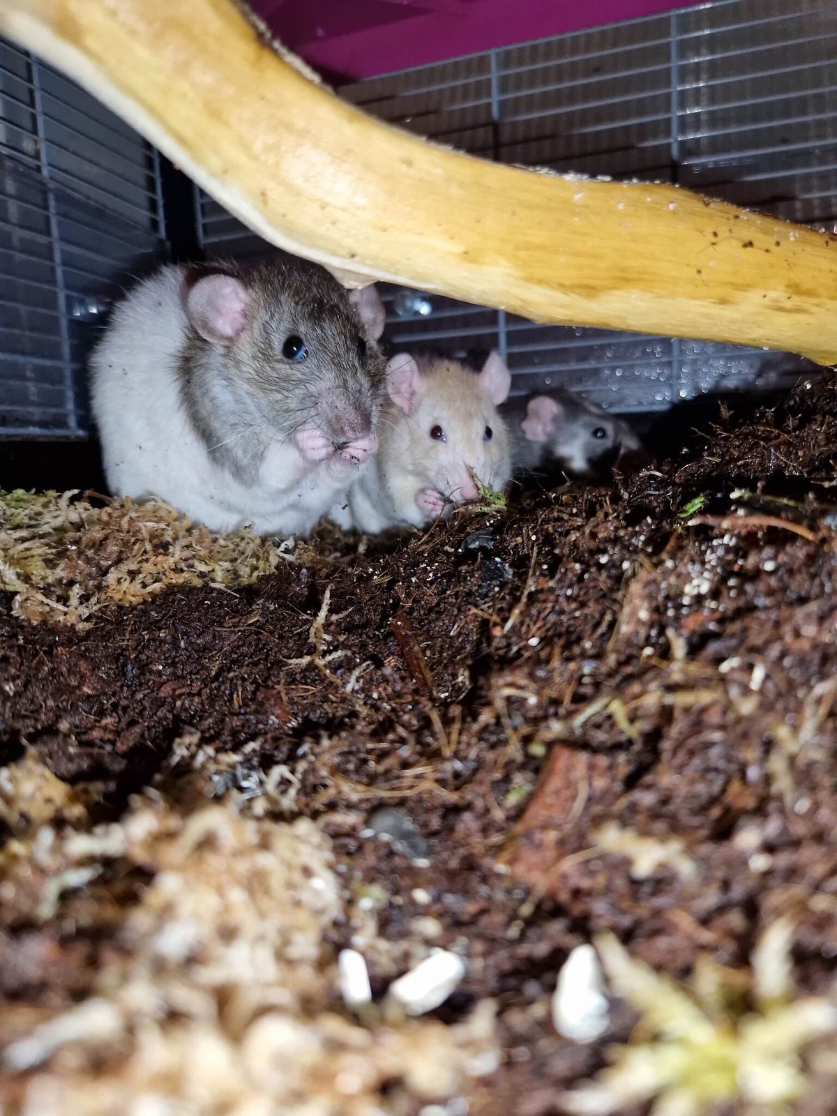 Cage Bioactive " tout ce qu'il faut savoir" / Informations | Raterie ...