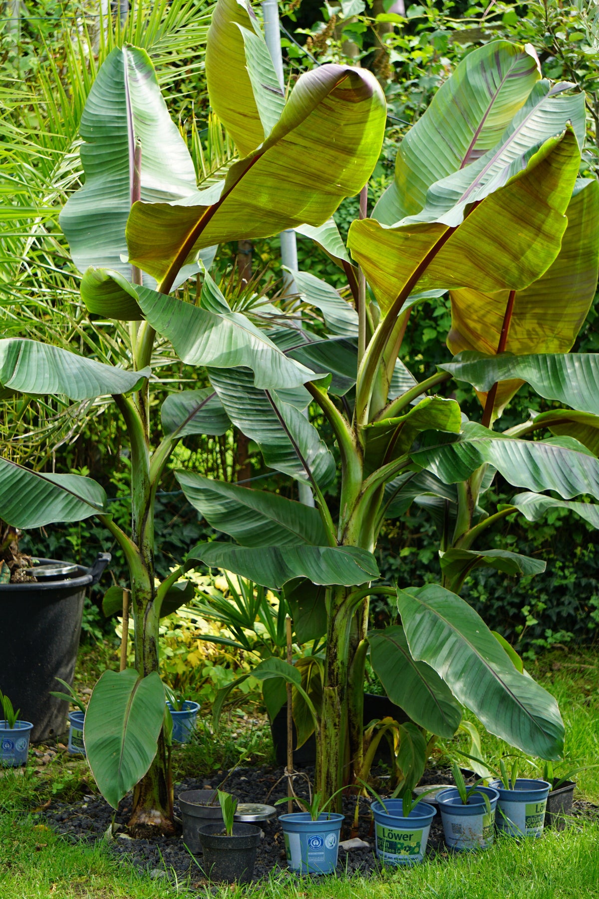 Musa Sikkimensis (inkl. 'red tiger') / Bananensorten | Tropicalgarden.sul
