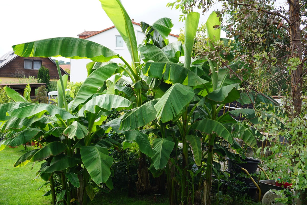 Discounterbanane - Musa Basjoo oder Musa Acuminata 'Dwarf Cavendish ...