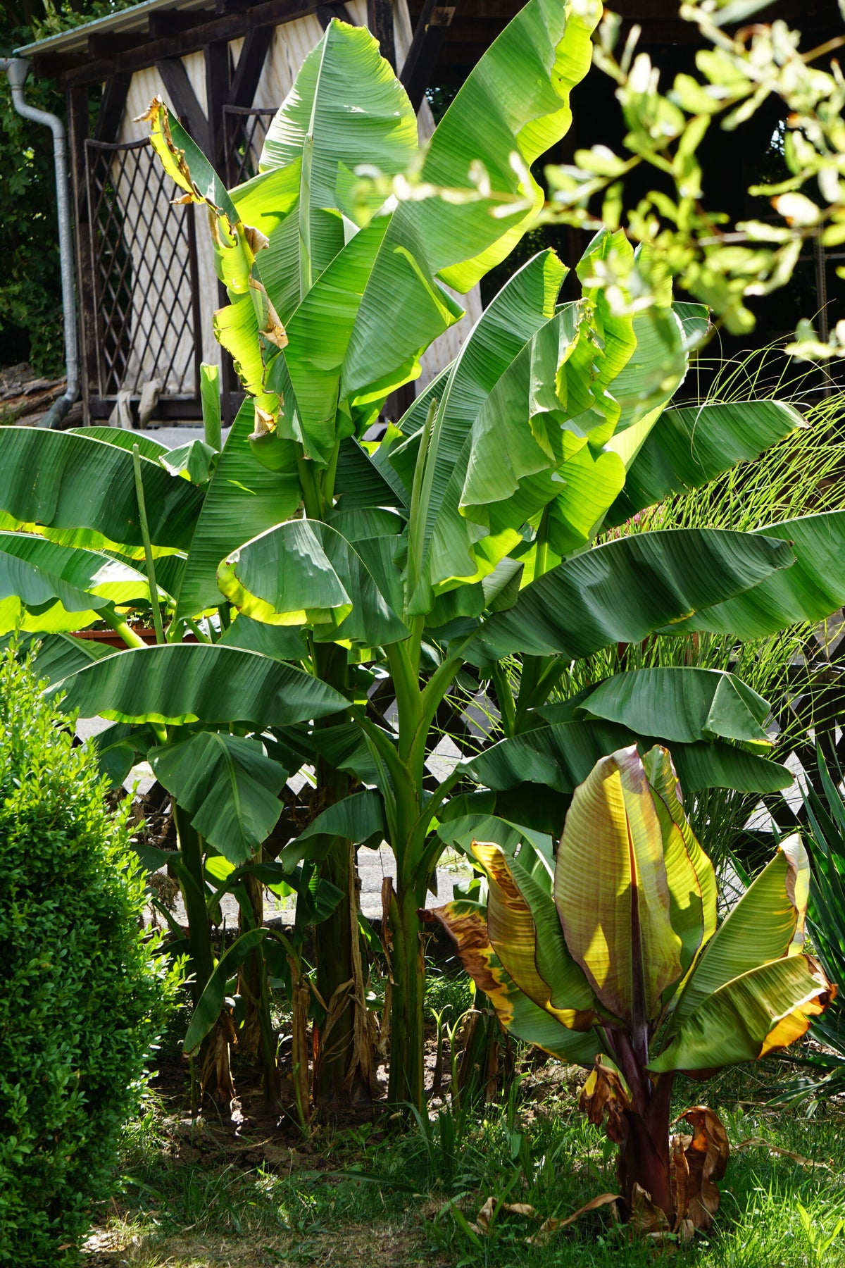Musa Basjoo / Bananensorten | Tropicalgarden.sul